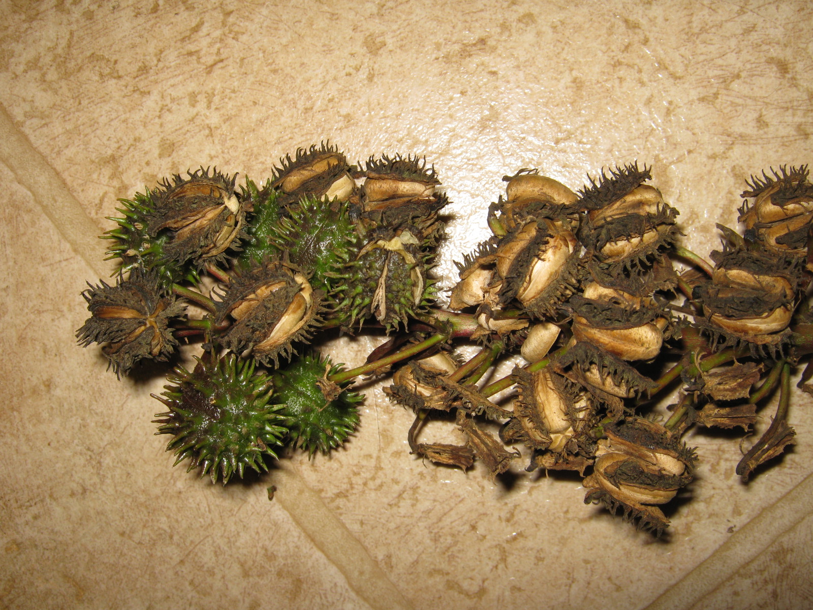 Ron's Primitive Skills: Castor oil plant-Bad beans