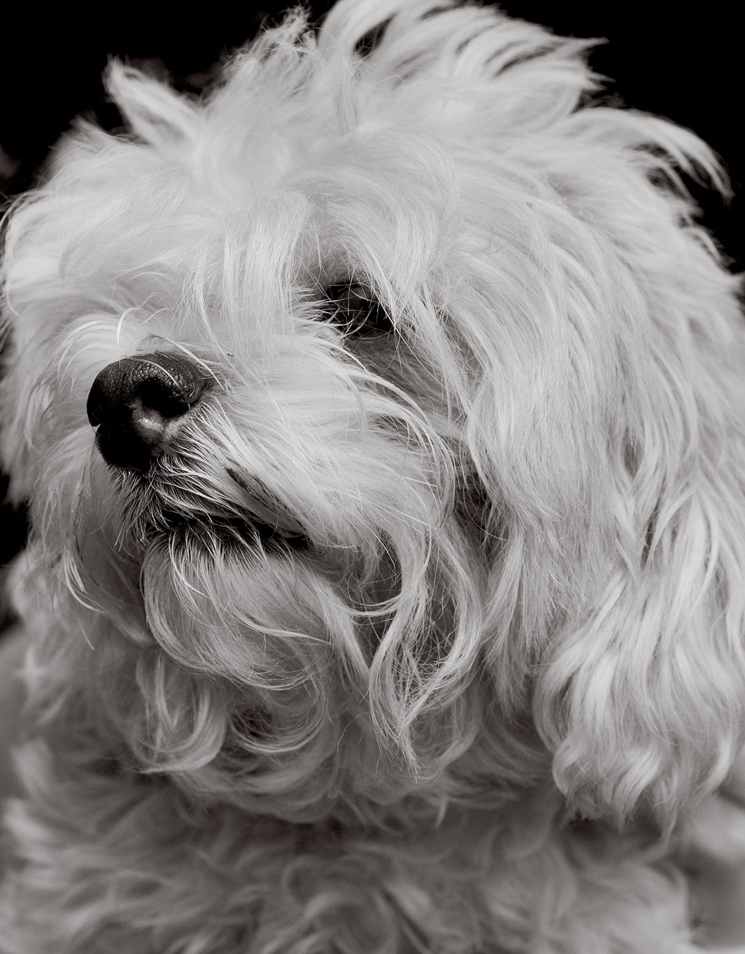 NUNCAJAMAS COCKER: PERROS DE REFUGIO; POR TRAER SCOTT (SPANISH & ENGLISH)