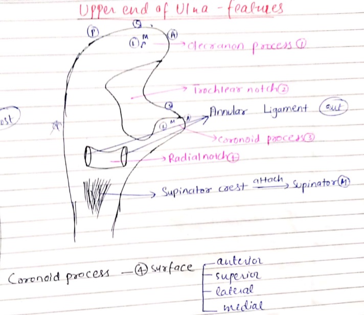 Bones Upper Limb Anatomy Notes for medical students