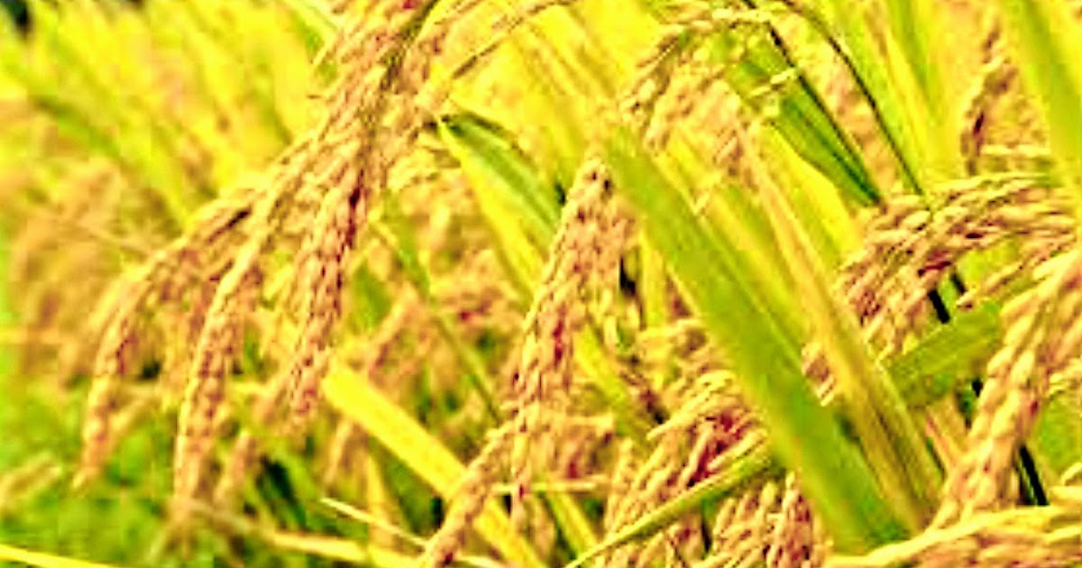 JENIS-JENIS PENYAKIT PADI DAN CARA PENGENDALIANNYA YANG PERLU DI ...