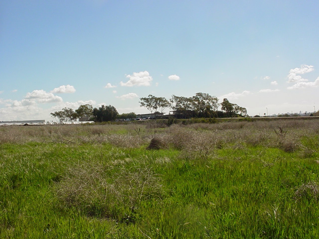 Native Plants at CSU Dominguez Hills: Heritage Creek Nature Preserve ...
