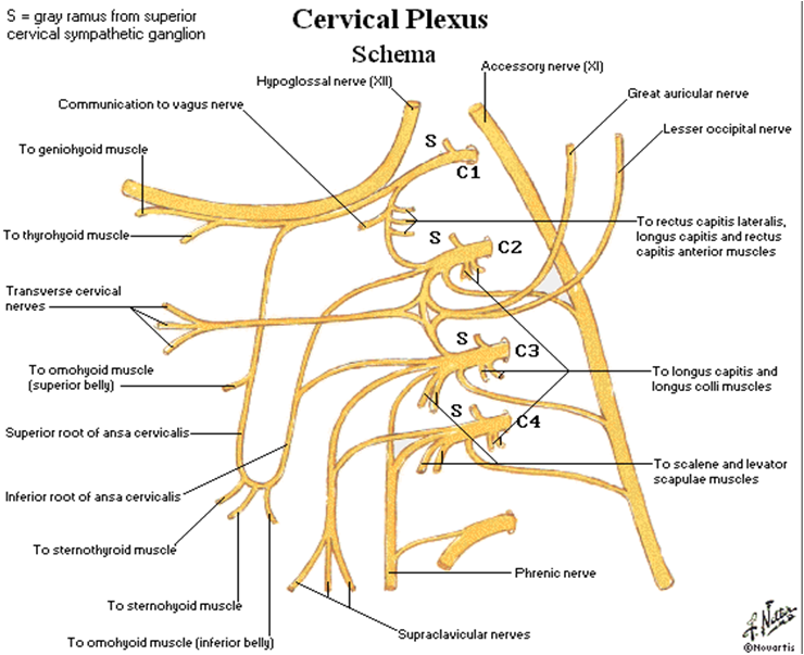 FISIOTERAPI: Sistem Saraf