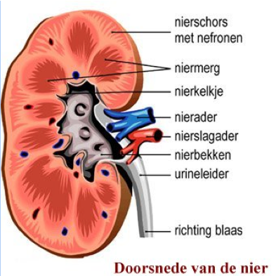irun2Bfit: uitscheidingsstelsel