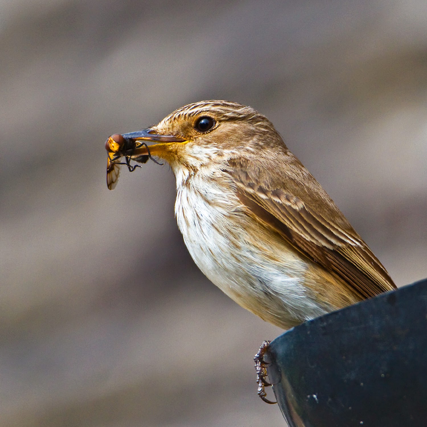 PETER'S PORTFOLIO..............Bird & Wildlife Photography: Spotted ...