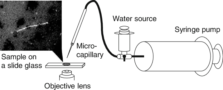 ISOLATION OF PURE CULTURE (PHARMACEUTICAL MICROBIOLOGY NOTES)S.Y B ...