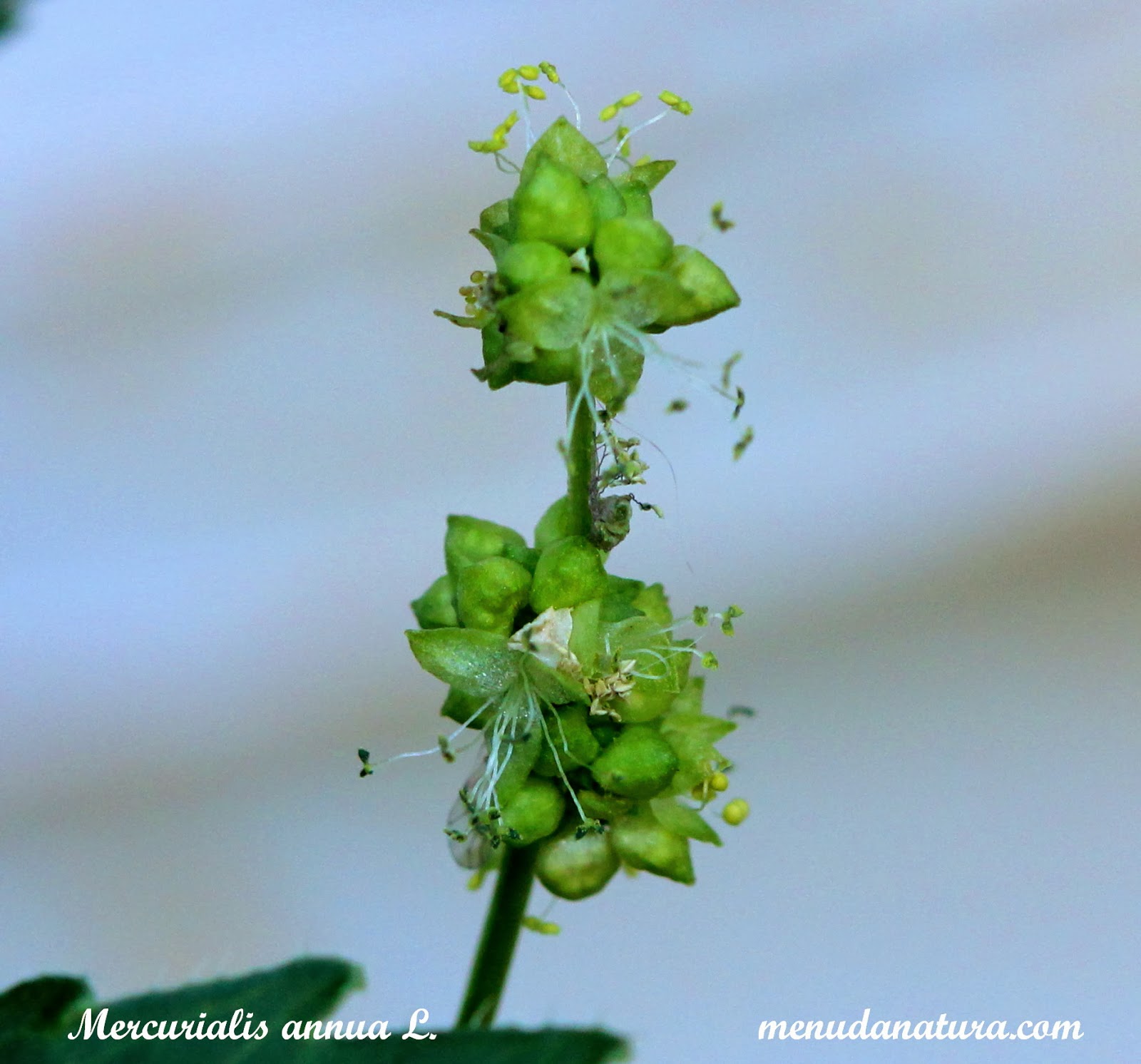 Menuda Natura: Mercurialis annua L.