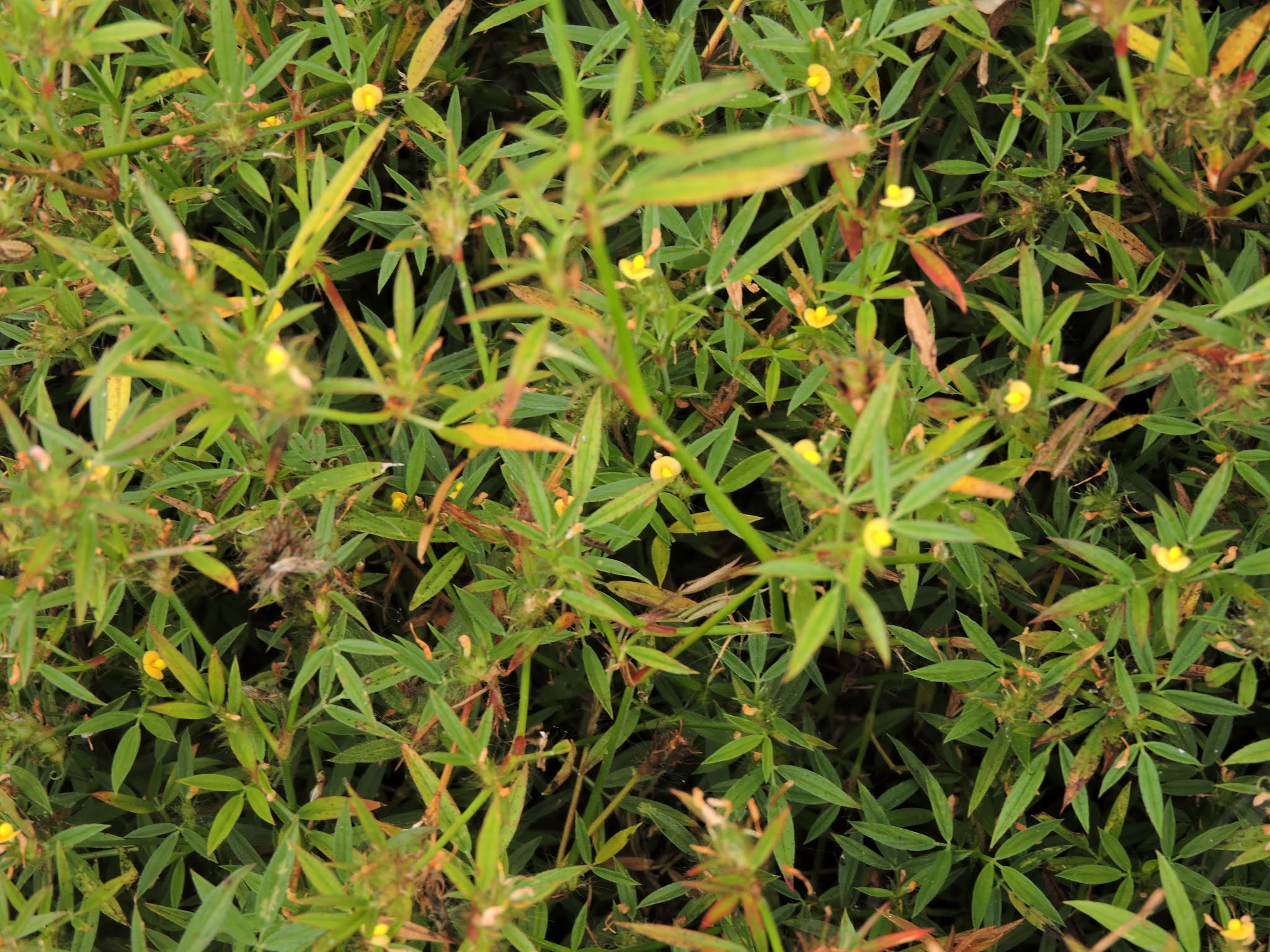 Fabaceae - Leguminosae no Brasil: Fabaceae - Stylosanthes humilis Kunth ...