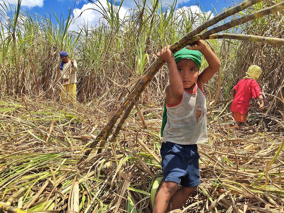 CHILD LABOR IN SUGARCANE HARVESTING