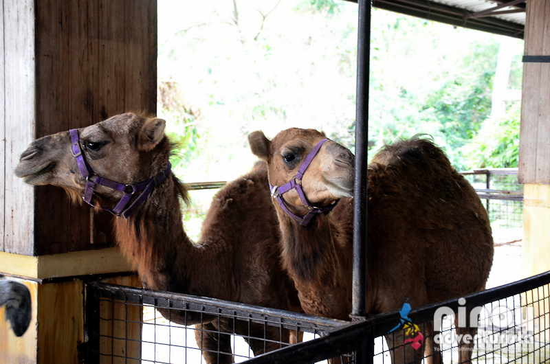 TOP PICKS: 15 Fun and Exciting Things To Do in Zoocobia Fun Zoo You ...