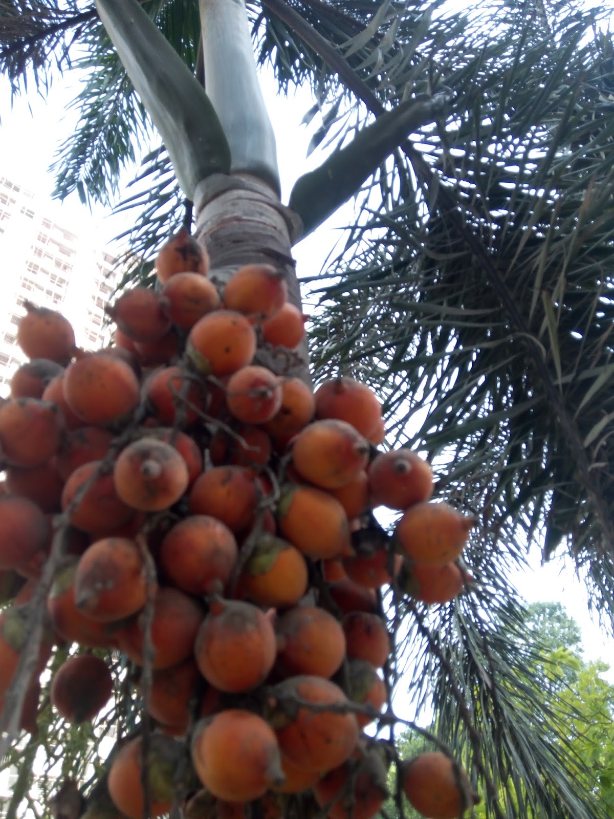Garden Care Simplified: Wodyetia bifurcata The Fox Tail Palm loaded ...