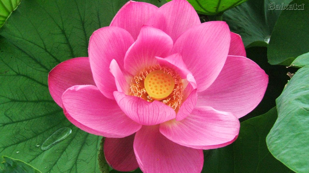 ATLÂNTIDA: A Flor de Lótus e os seus significados