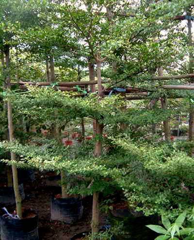 Studio Floral Dora Santoro: Sete Copas Africana