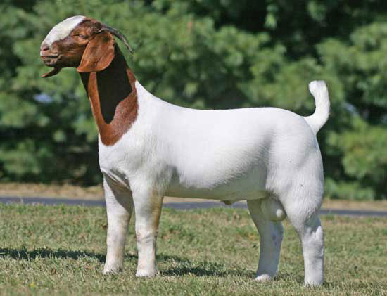 Why Goats? The Case for the Other Red Meat