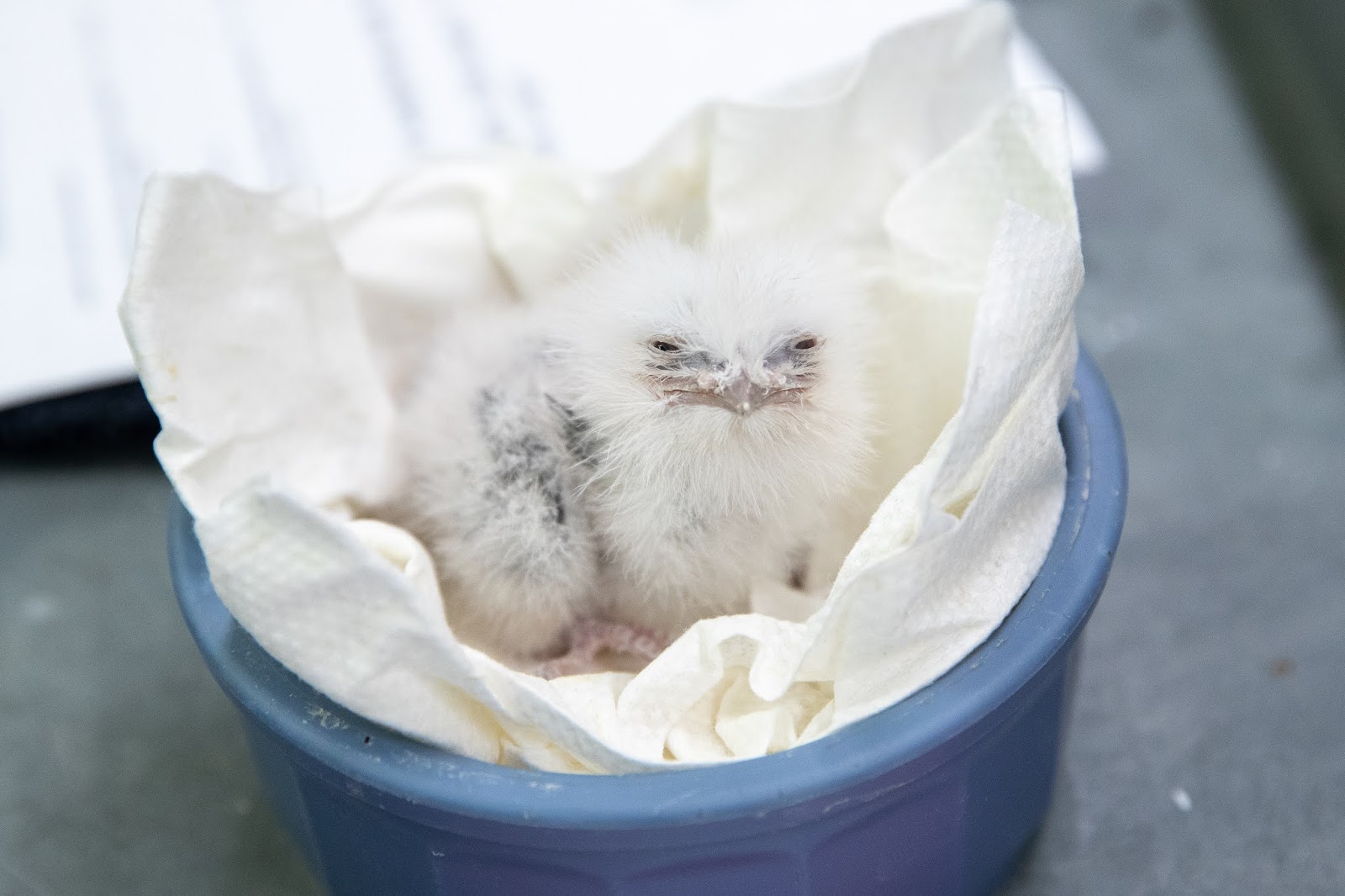 Baby boom continues with new tawny frogmouth chick