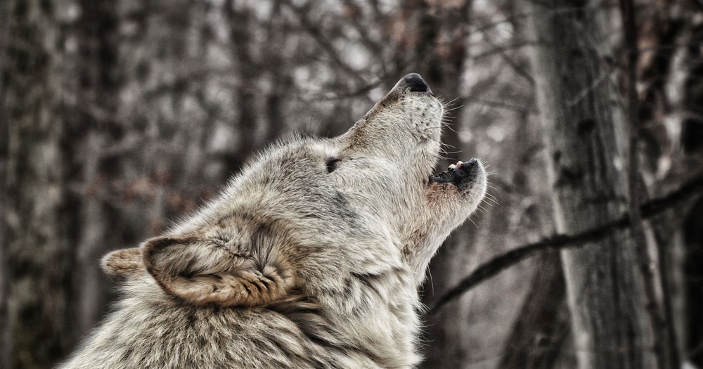 White Wolf : The World Needs Wolves
