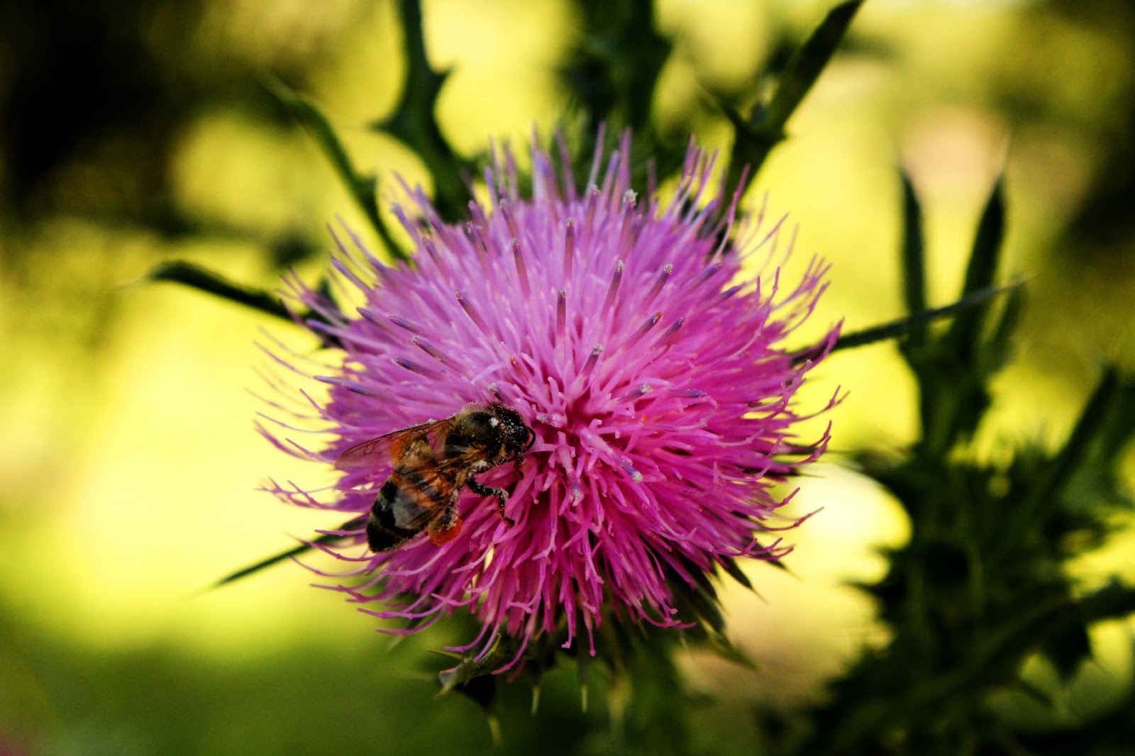 Luciana Maffassanti: Cardo