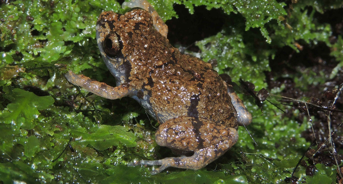 Species New to Science: [Herpetology • 2019] Diasporus amirae • A New ...