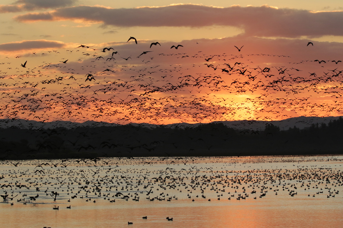 BIRDING - Kyoto, Kansai and Japan: Chasing geese in Miyagi