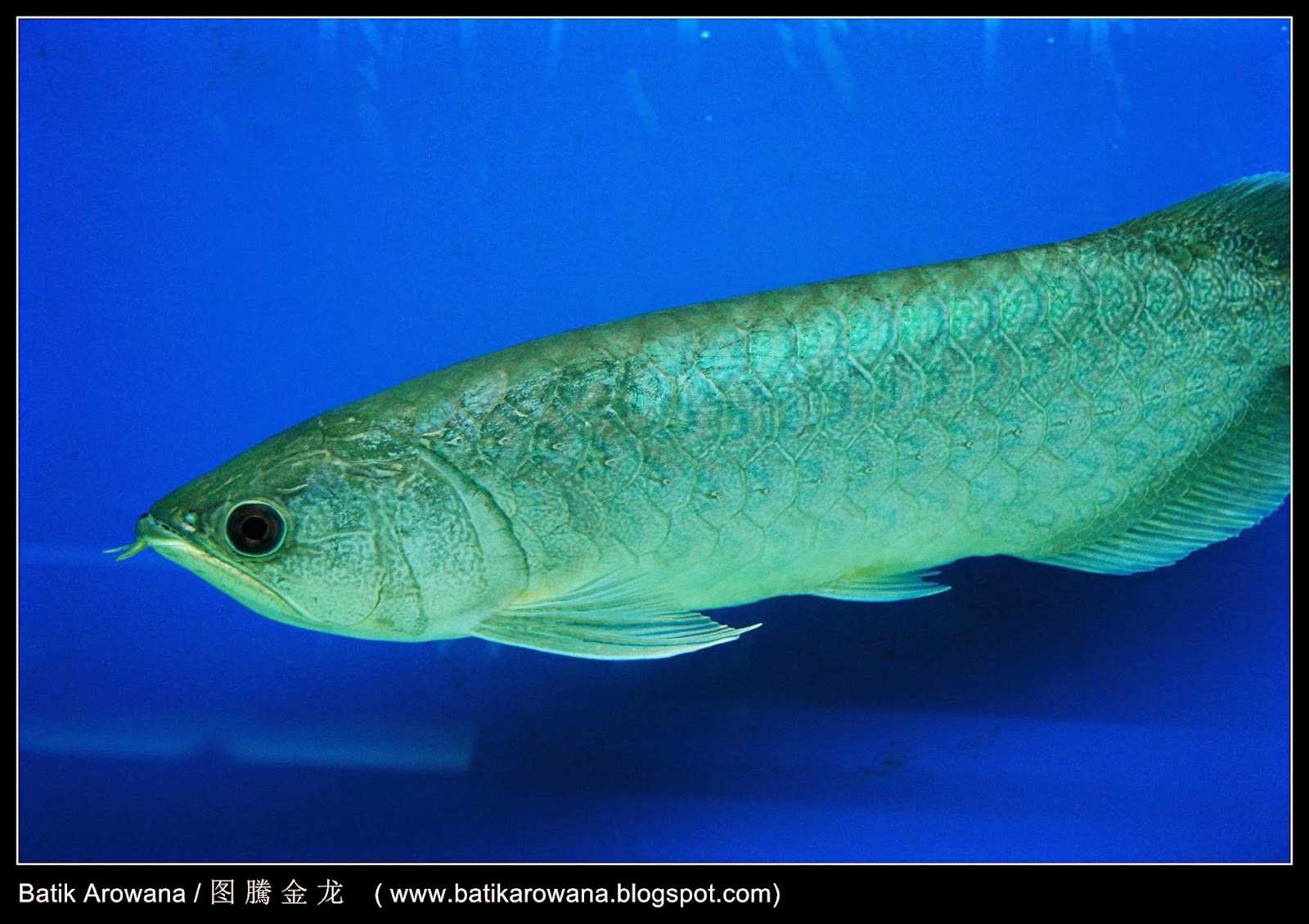 Batik Arowana 图 腾 金 龙: 4 years old Batik Arowana spotted in Xian Long ...