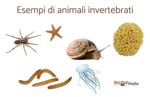 Classe Quarta B: Scienze invertebrati