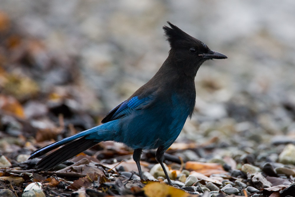 Yukon Bird Observatories: October 2011