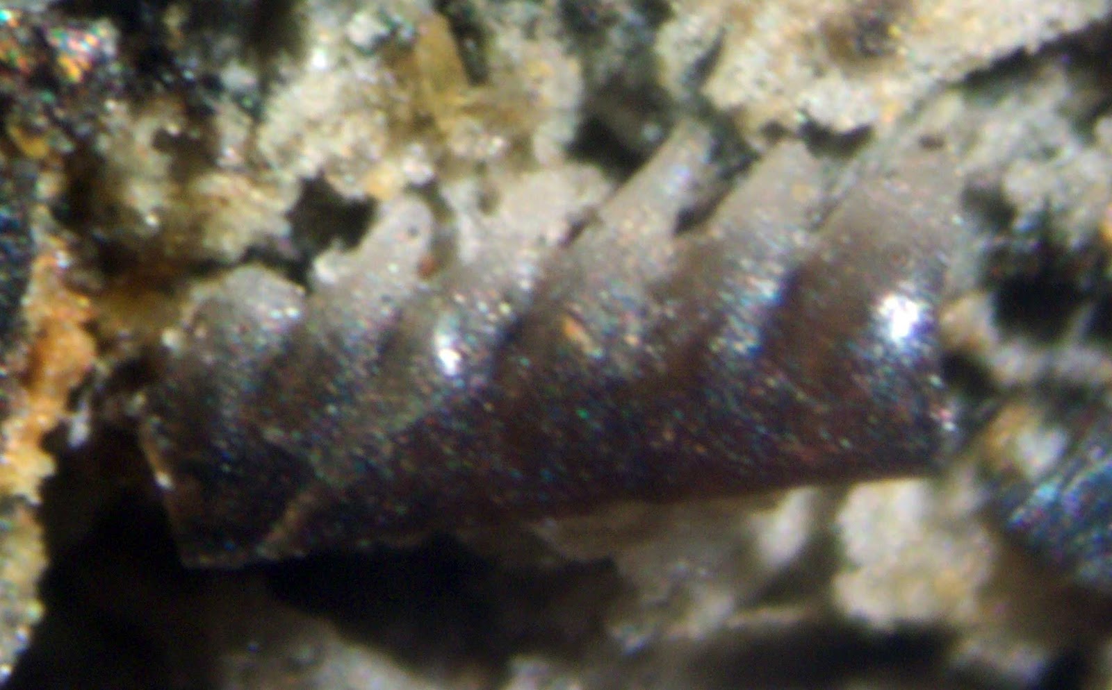 Louisville Fossils and Beyond: Calcium Acetate or the Lemon Meringue ...