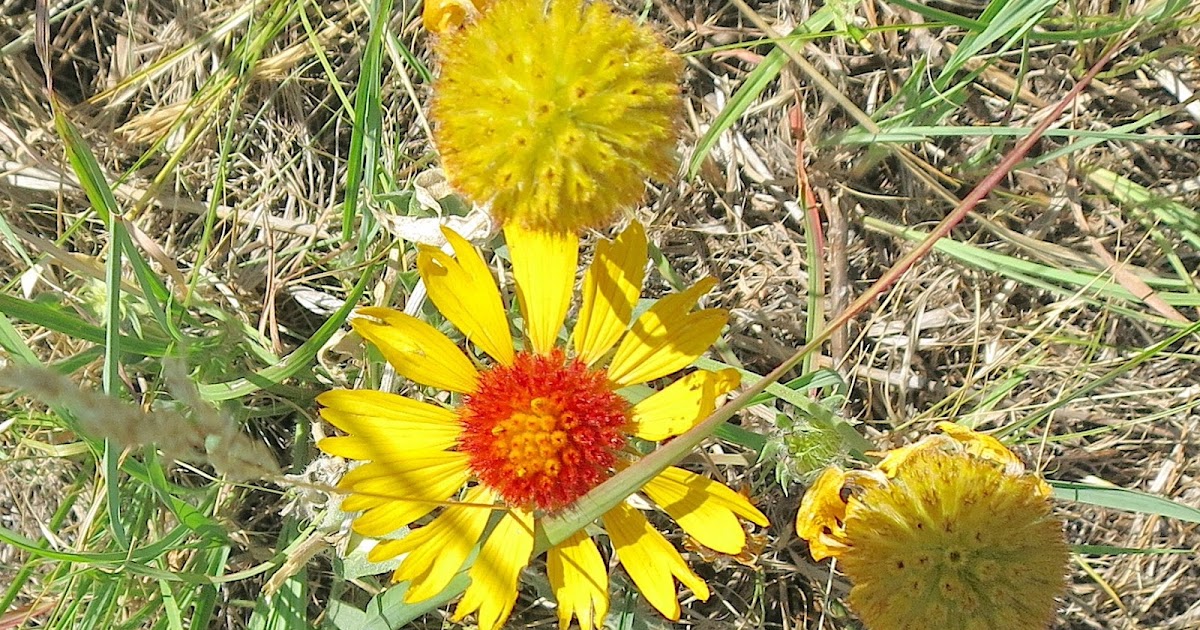 A Wandering Botanist: Plant Rant--Shopping for Native Plants