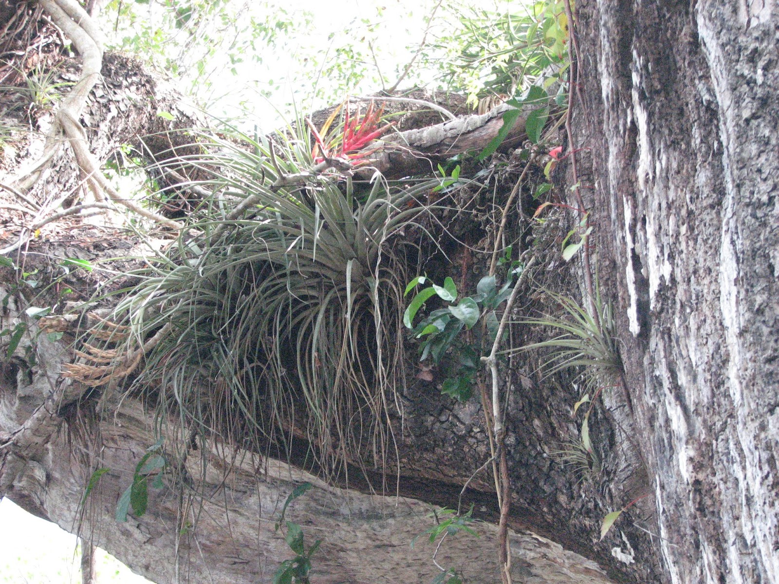 JessStryker.com: Everglades National Park 2 - Flora