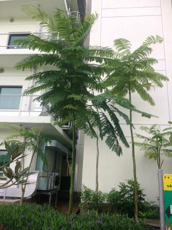 Schizolobium parahyba | Pustaka Flora | Database Tanaman Landscape