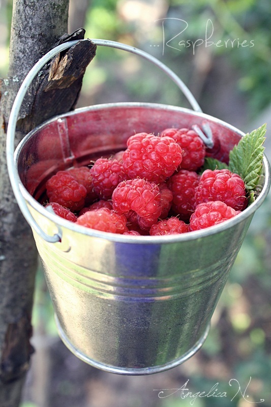 Angel's food: Frumoasa viata la tara...fructe din gradina:-)