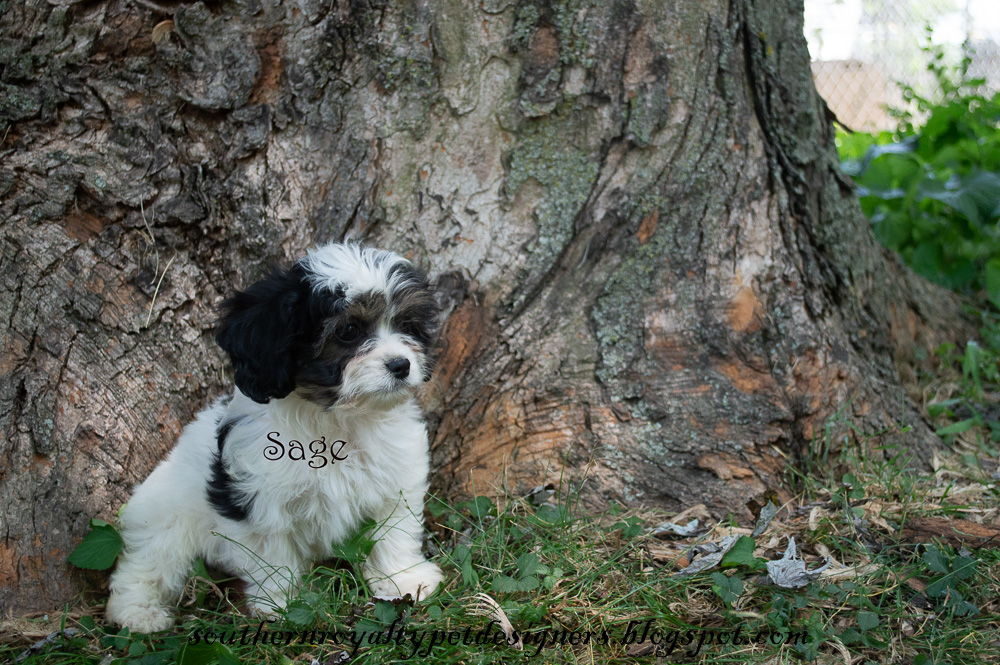 Southern Royalty Pet Designers: We have three Cavaton puppies available ...