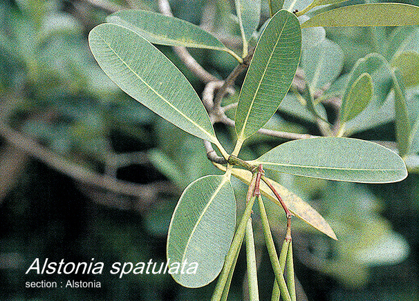 Ongzi's SecretGarden: Alstonia in Malesia
