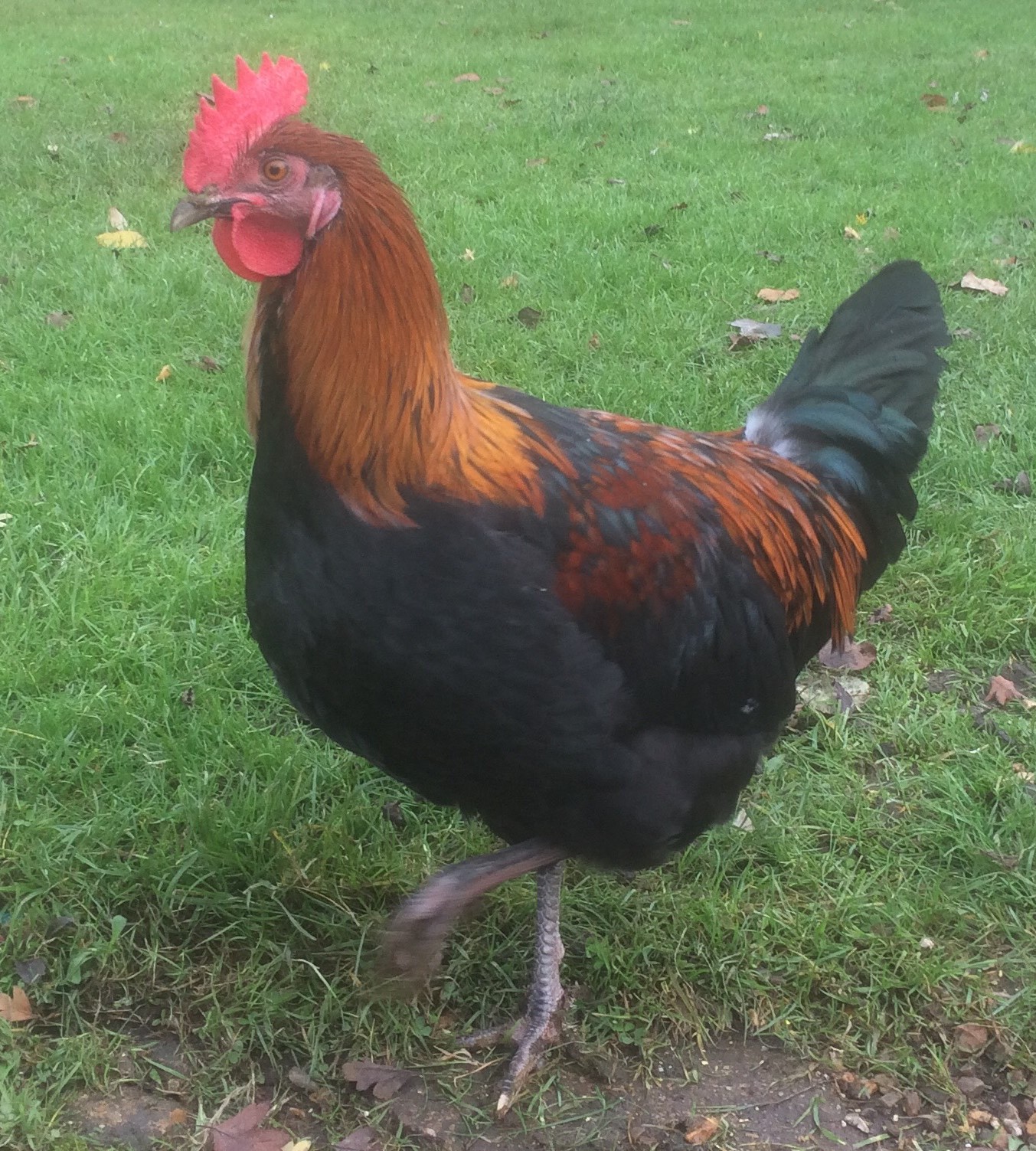 Notes from a Suffolk Smallholding: Chickens in variety