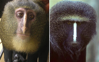 The Circus "NO SPIN ZONE": Lesula, The Worlds Newest Monkey Species.