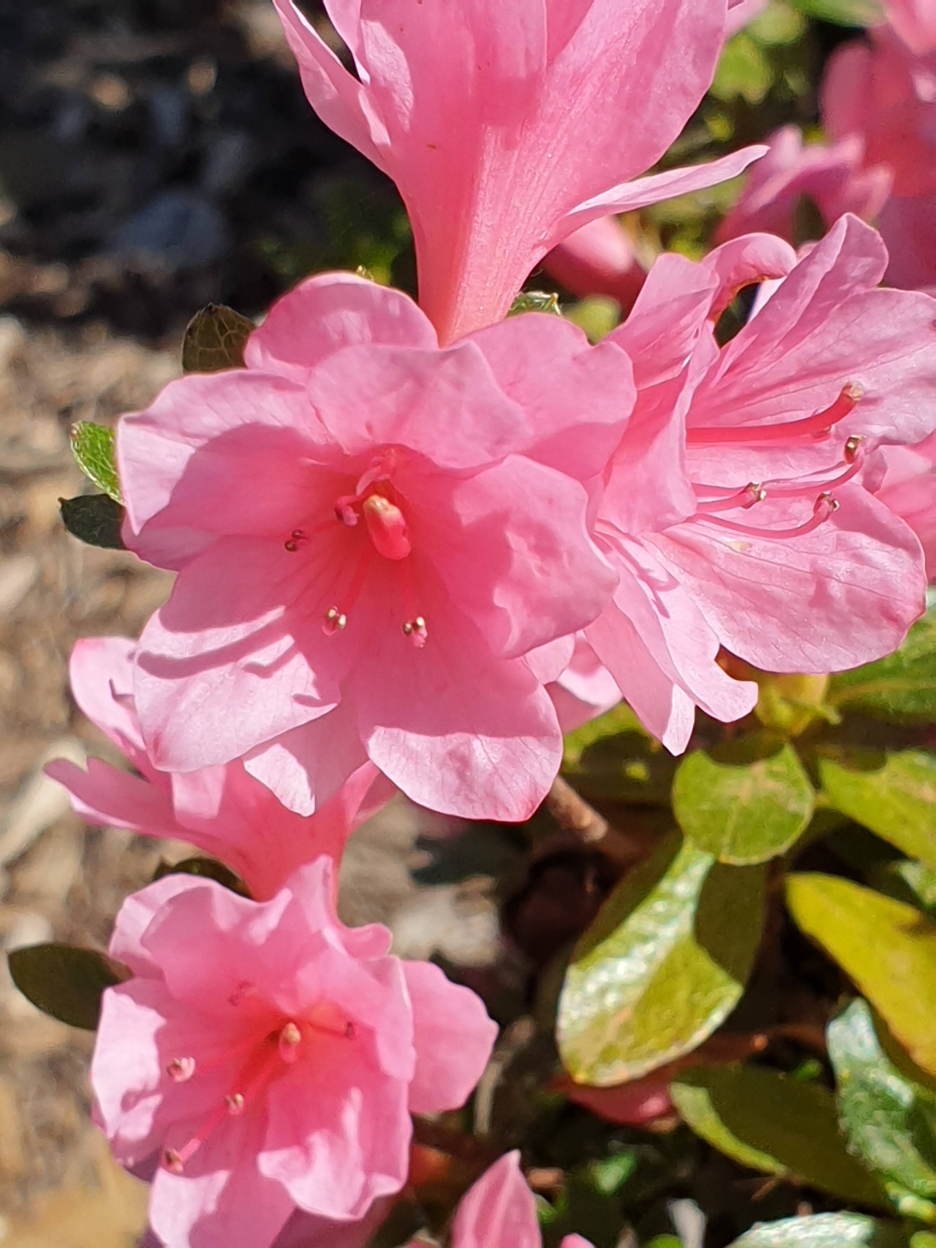 simplestitches-photolife: mini pink azaleas