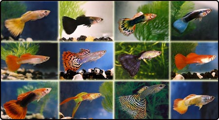 Nature Lover: Guppy Fish