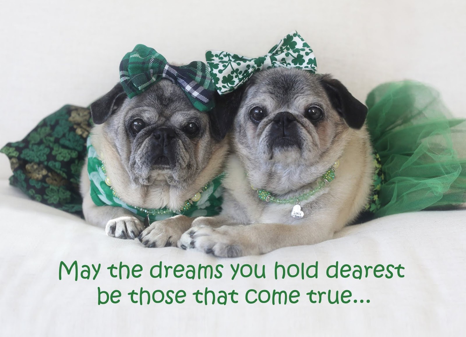 Rugs and Pugs: Pi Day