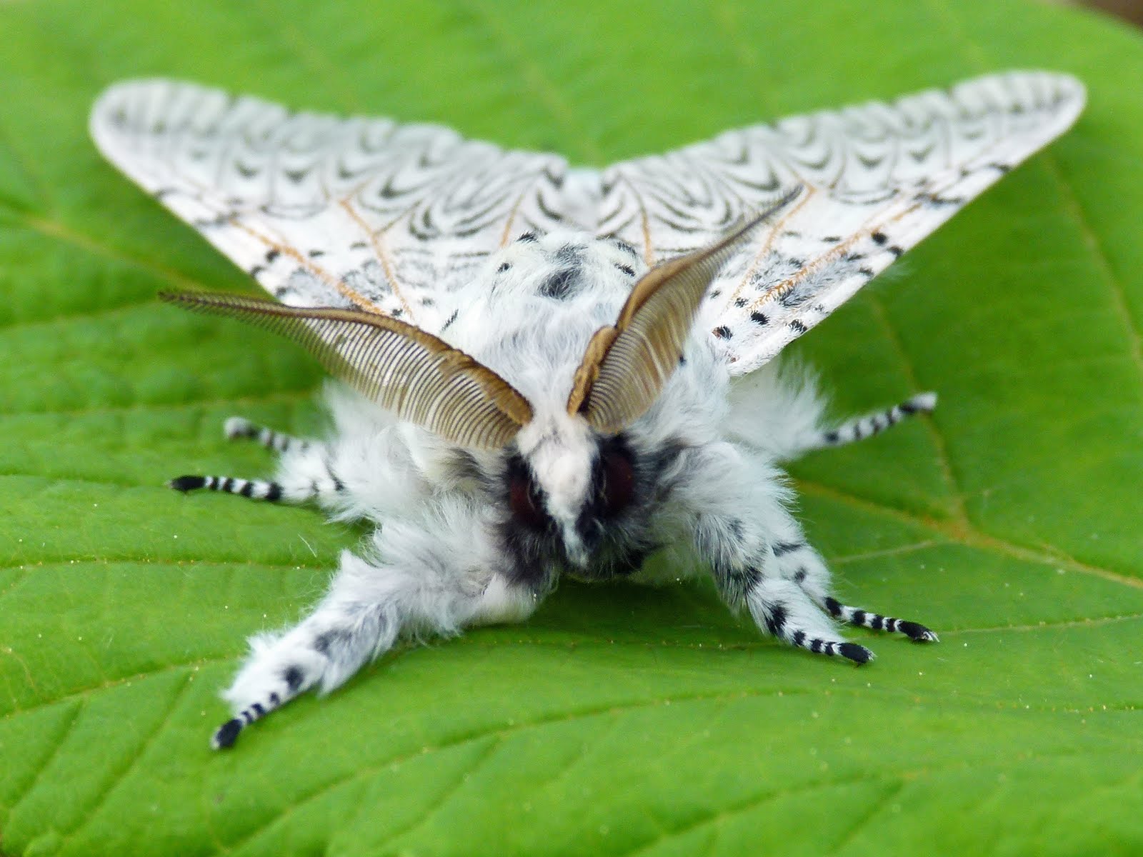 The Montgomeryshire Moth Group Blog: Mothing at Derwenlas 2011- A Tale ...