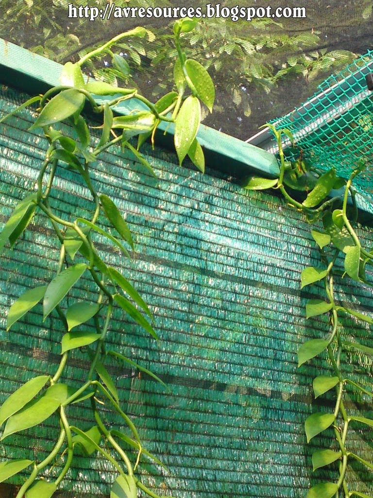 Agro Vista Resources: Growing Vanilla From Tissue Culture