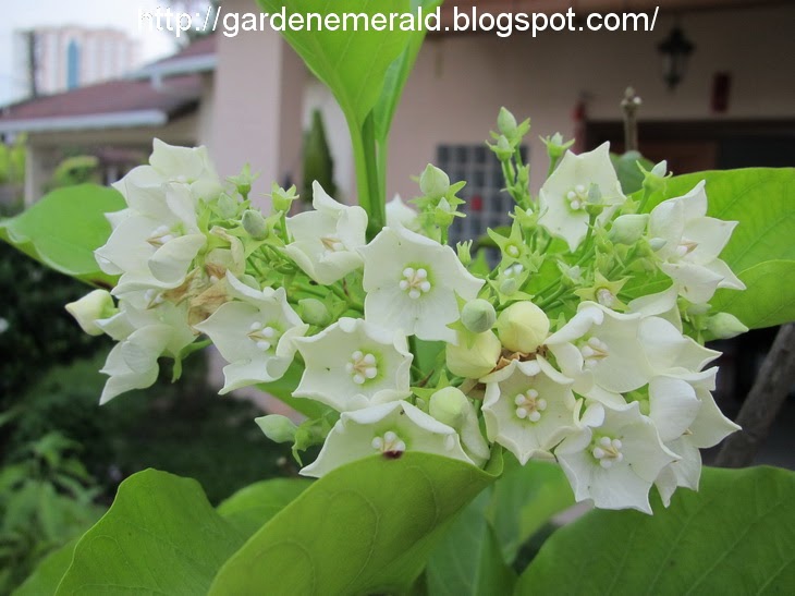 19+ Ide Istimewa Bunga Kesidang