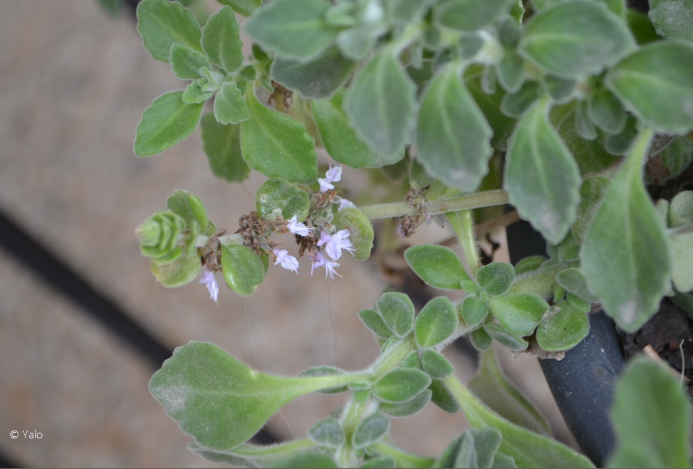 Ningún lugar está lejos... en RD: 2020