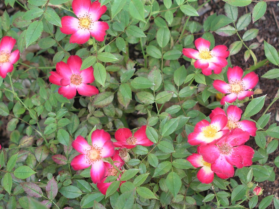 गुलाब को गमले में लगाने की सावधानियां - Homegardennet.com