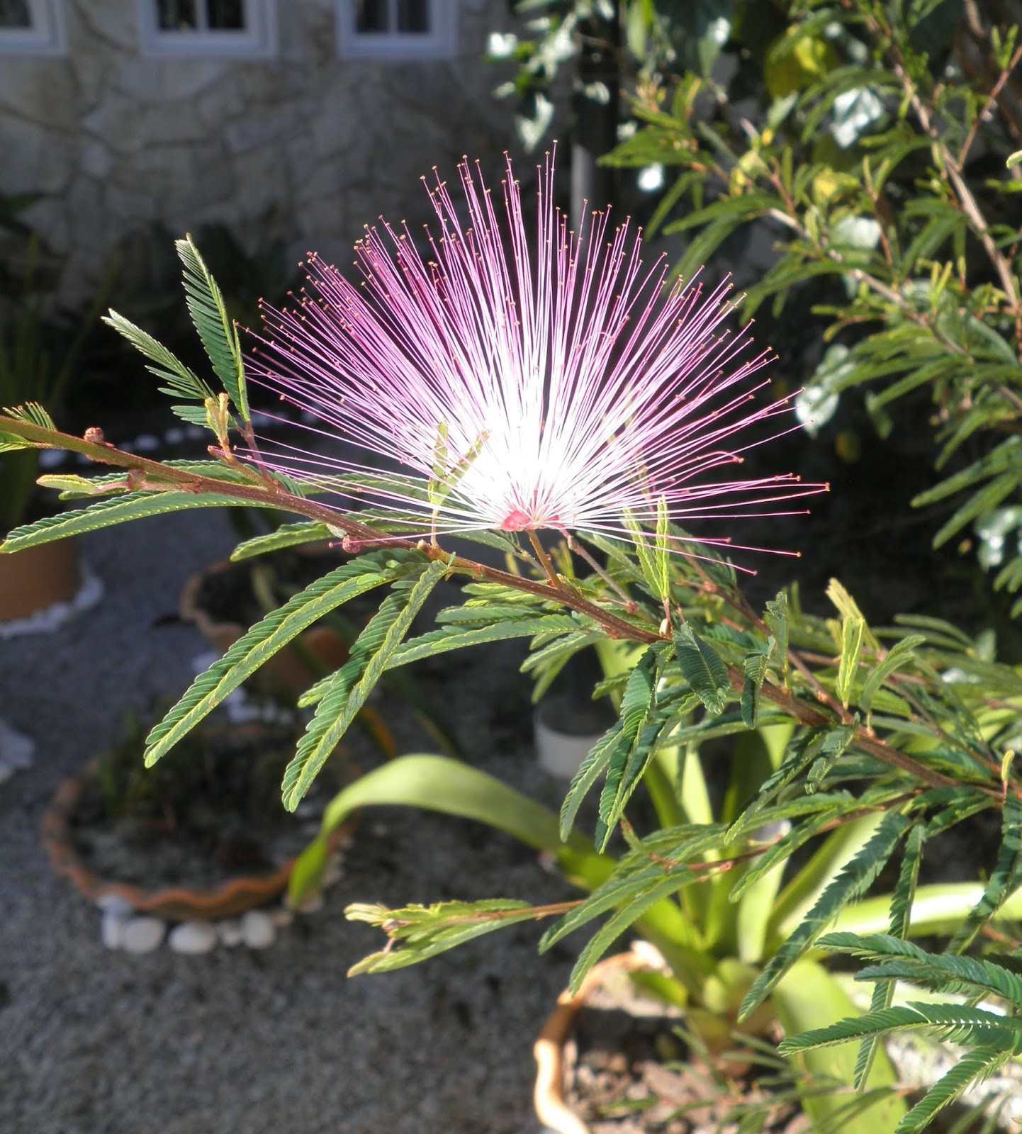 Jardim Tupiniquim: Caliandra (Calliandra brevipes/selloi)