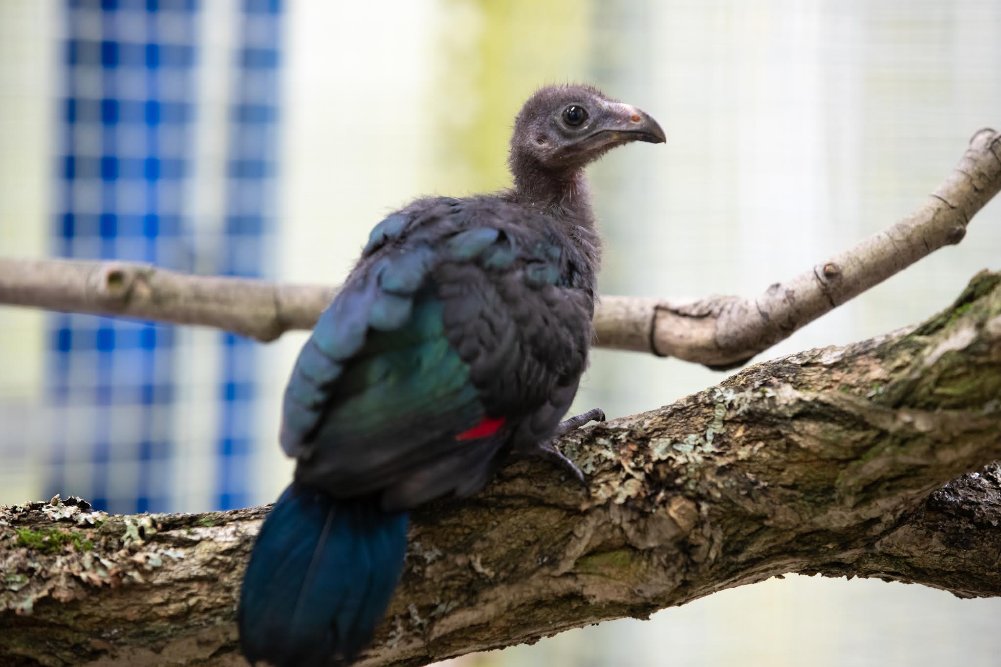A hatching 36 years in the making: hello little red-crested turaco chick!