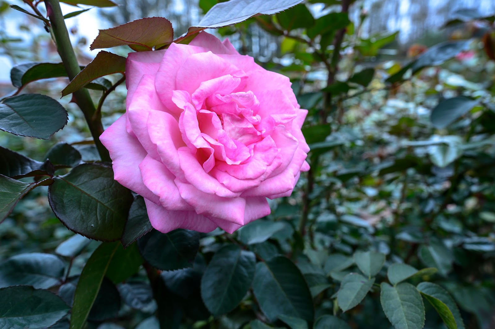Bubba's Garage: Photos of Biltmore Gardens in the Fall