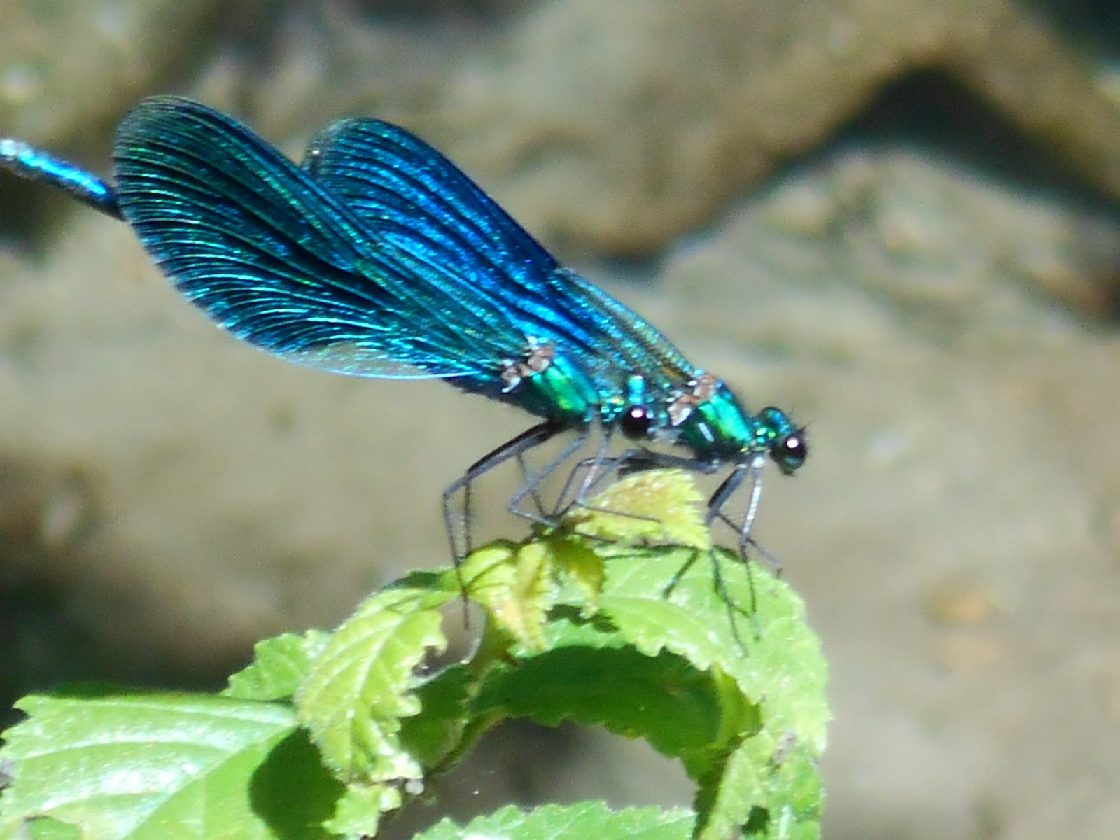 la confidenza lenta: Che fortuna fotografare gli insetti! 'insect watching'