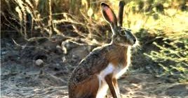 La caza en España: Historia y simbologia de la liebre