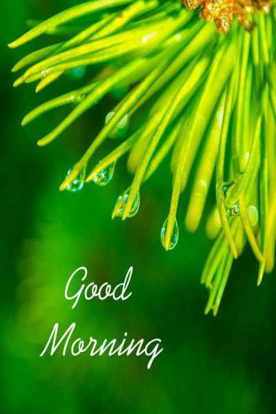 11377+ Good Morning Images, Photos And Pictures | HD WALLPAPERS