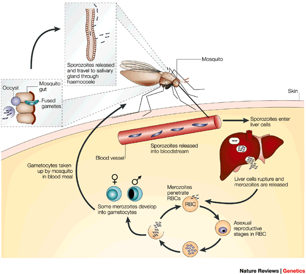 Plasmodium: Life Cycle