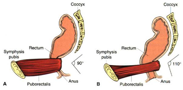 FISIOLOGIA: FISIOLOGIA DEL SISTEMA DIGESTIVO